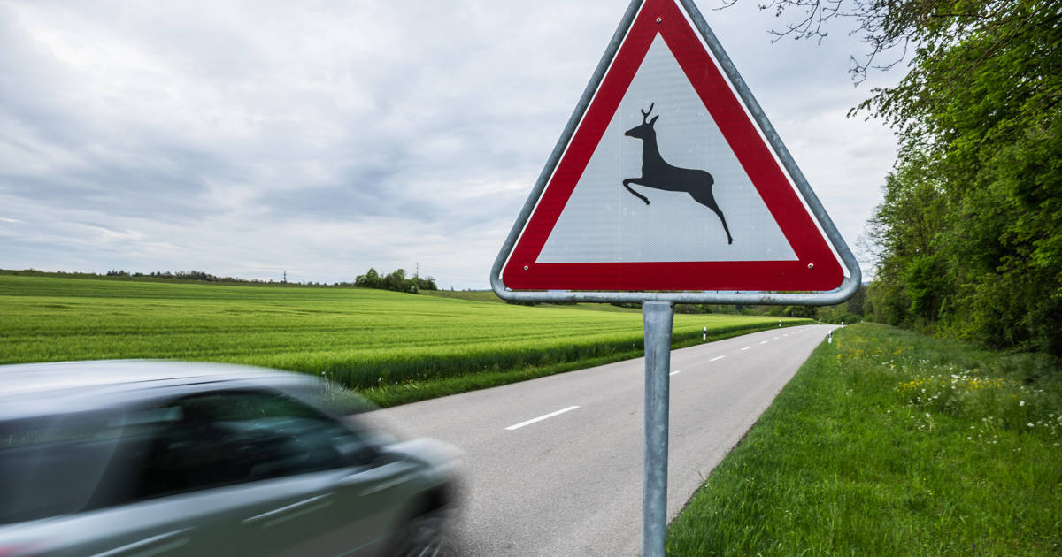Auto prallt bei Wildunfall mit 100 Kilo schwerem Hirsch zusammen | Der ...