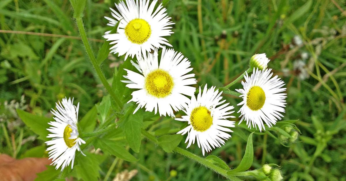 Ausbreitungspotenzial | Der Rheintaler