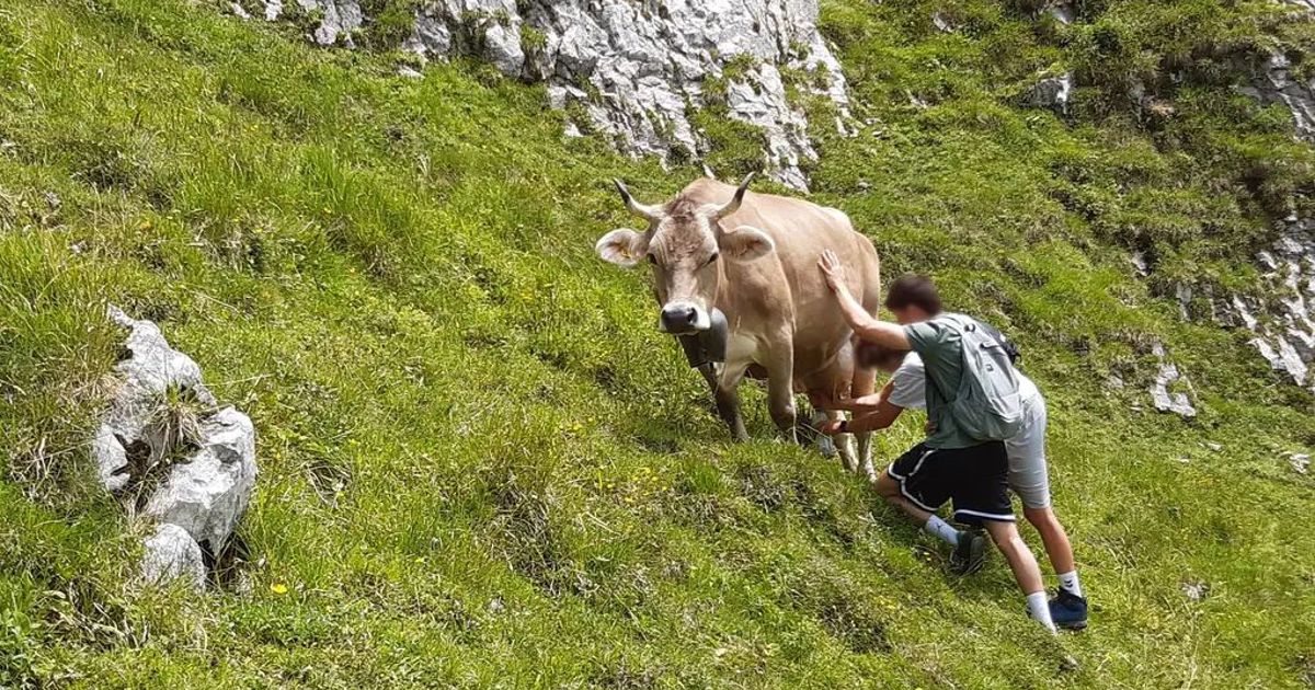 Frech: Zwei junge Wanderer melken auf einer Alp einfach eine Kuh | Der Rheintaler