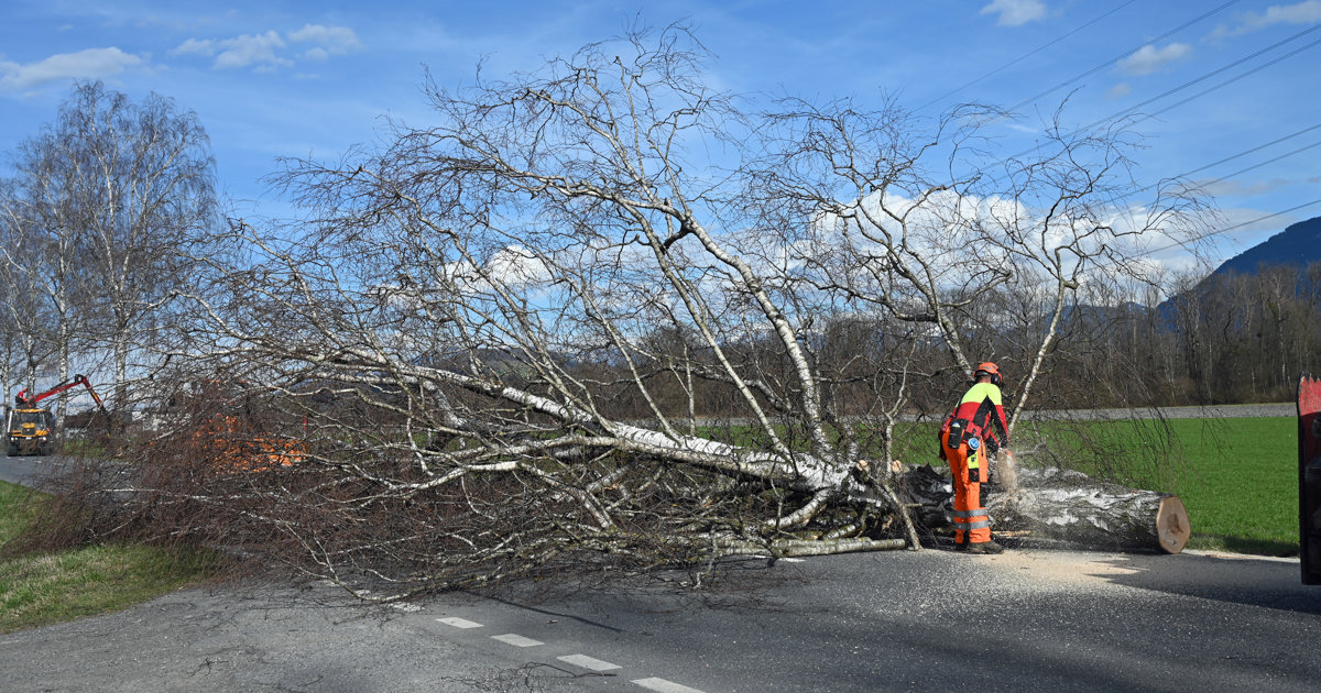 70-jährige Allee abgeholzt: Bäume waren innen faul und darum gefährlich ...