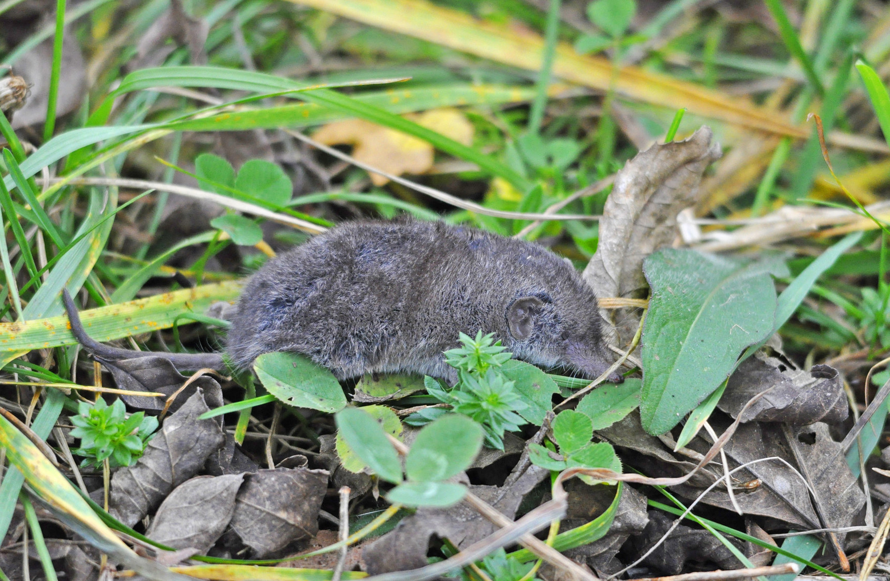 Der unerkannte Held der Natur: Spitzmäuse sind wichtig für die ...