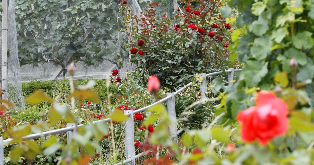 Rosenkrieg am «Steinigen Tisch» | Der Rheintaler