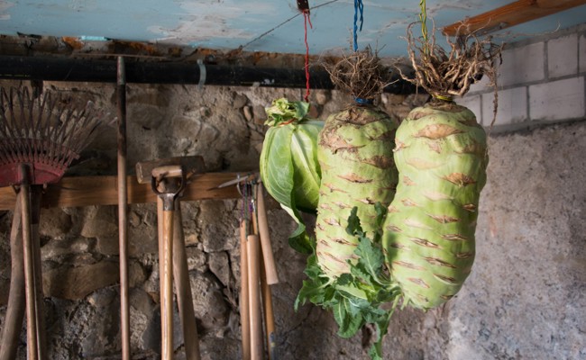 Der Riesenkohlrabi Superschmelz kann fünf Kilo schwer werden | Der ...