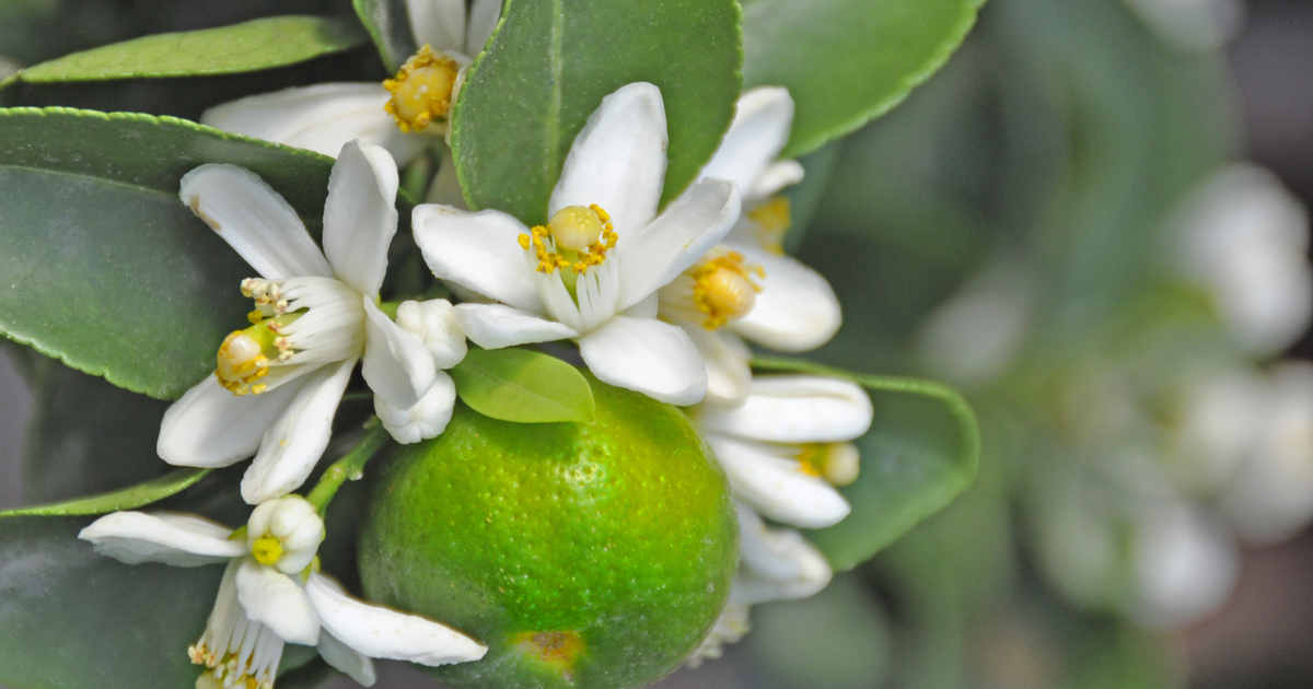 Die Zitruspflanzen in jeder Jahreszeit richtig pflegen | Der Rheintaler