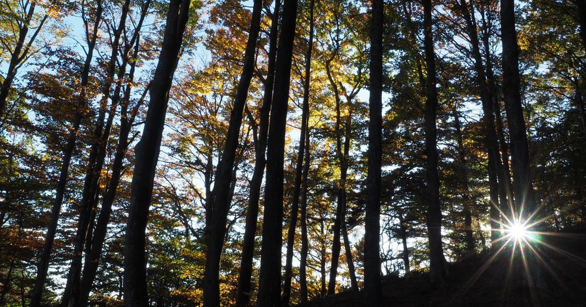 Herbstliche Sonnenstrahlen | Der Rheintaler