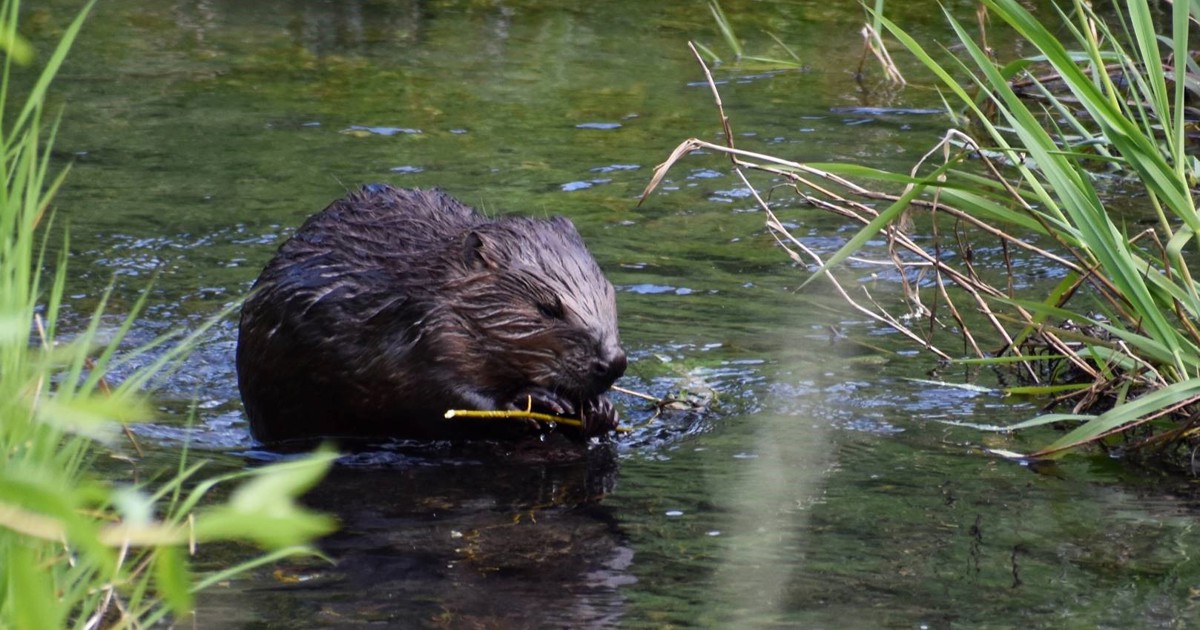 Der Biber hat fast alle Gewässer erobert. Am meisten Konflikte ...