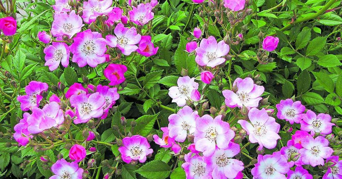 Bodenmüdigkeit | Der Rheintaler