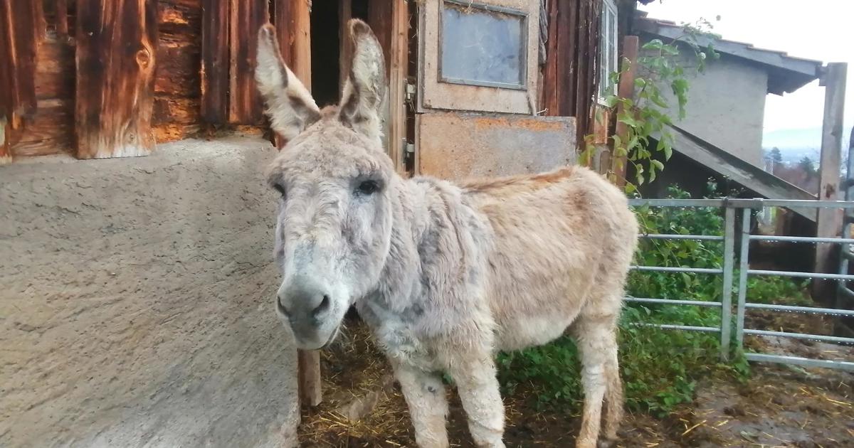 Der Esel ist der heimliche Star am Samichlaustag | Der Rheintaler