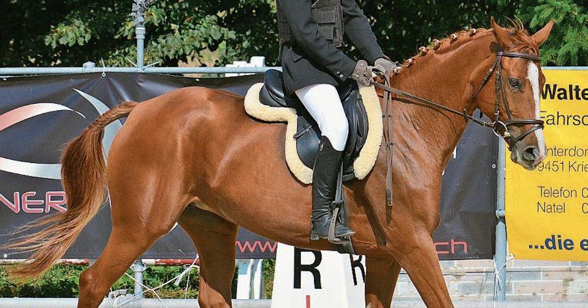 Pferde, die springen, und Pferde, die schweben | Der Rheintaler