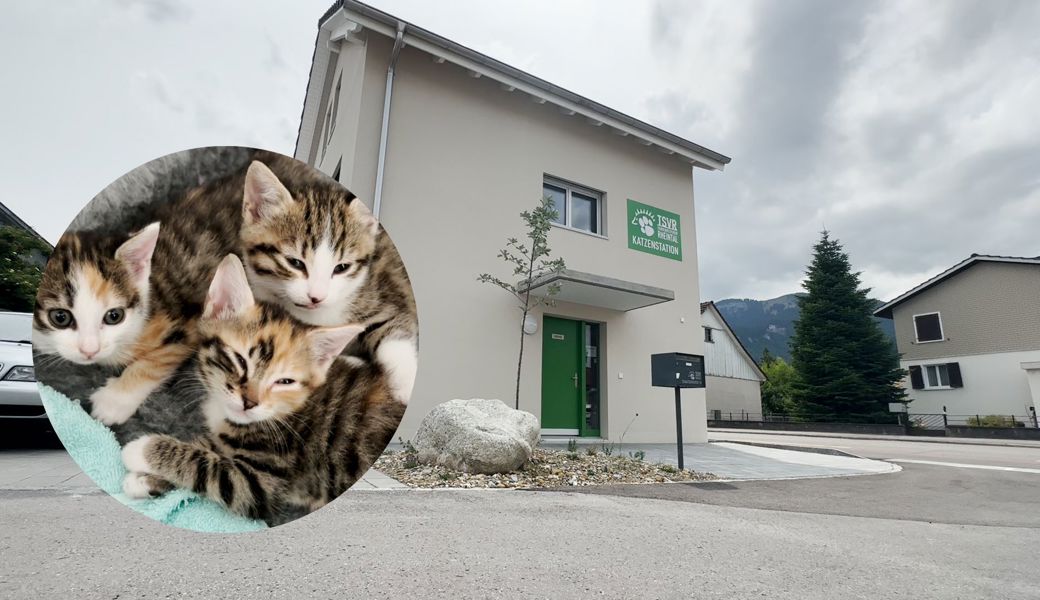 Praktisch, tiergerecht und süss: So leben die Katzen in ihrem neuen ... Praktisch, tiergerecht und süss: So leben die Katzen in ihrem neuen ...