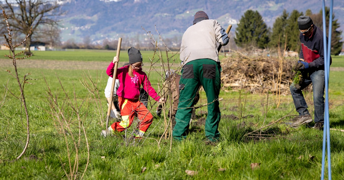 Mehr Natur: Gemeinsam über 100 Meter artenreiche Hecken gepflanzt | Der ...